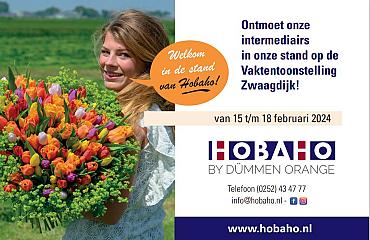 Hobaho